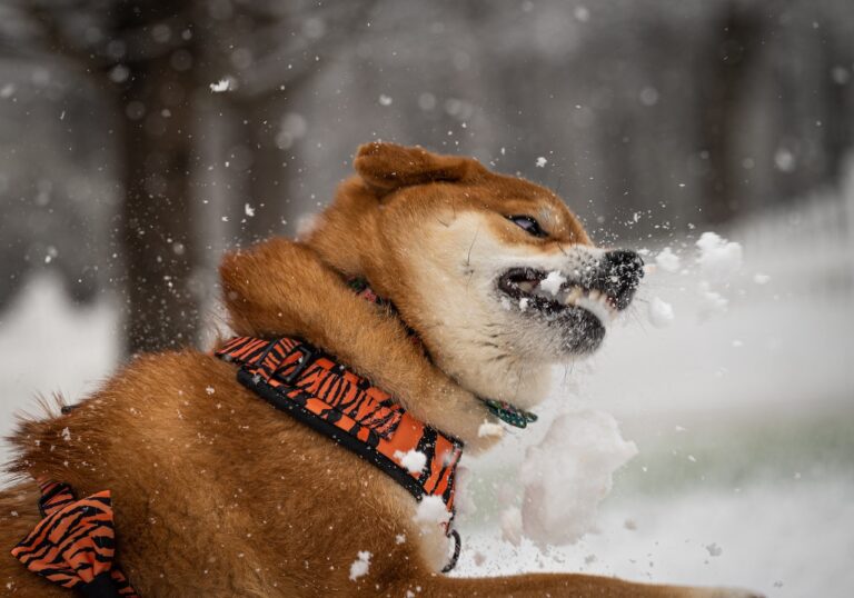 What Happens If A Police Dog Attacks You?