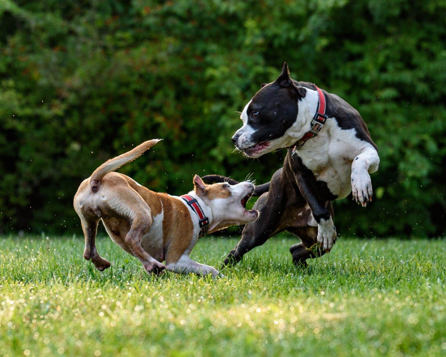 What Happens If A Police Dog Attacks You?